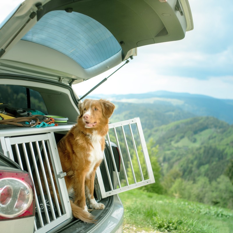 Work And Travel Mit Hund
